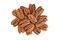 Georgia Pecans (Raw, No Shell) - Raw Pecans - Nuts.com